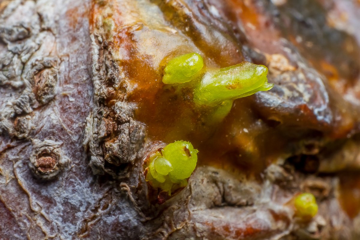 Fig Buds Emerging – Matt's Bonsai Blog