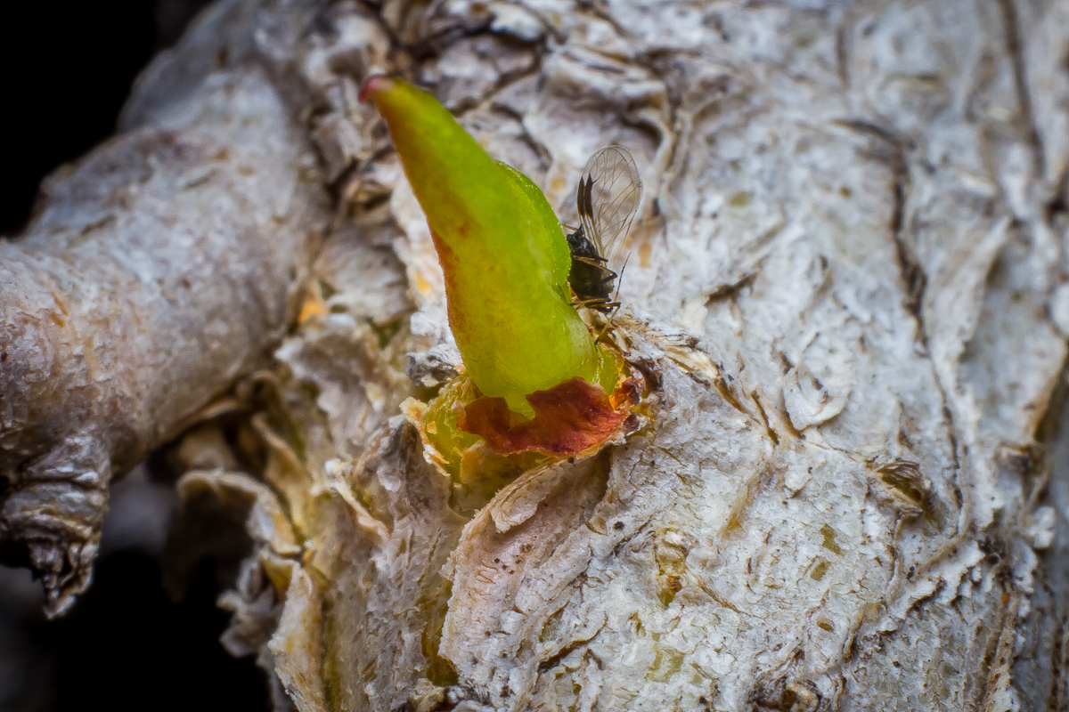 Fig Buds Emerging – Matt's Bonsai Blog