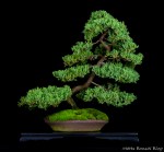 Bonsai photos – Matt's Bonsai Blog