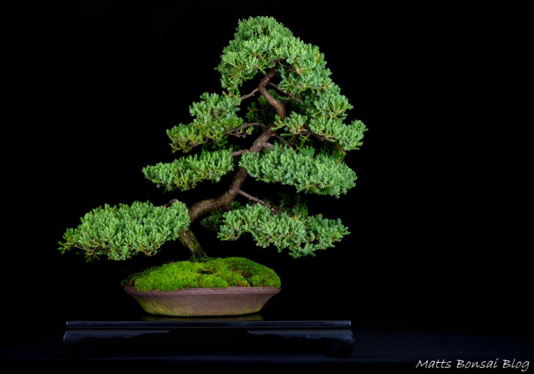 Bonsai photos – Matt's Bonsai Blog
