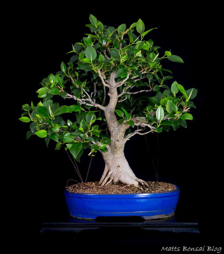 Bonsai photos – Matt's Bonsai Blog