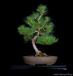 Bonsai photos – Matt's Bonsai Blog
