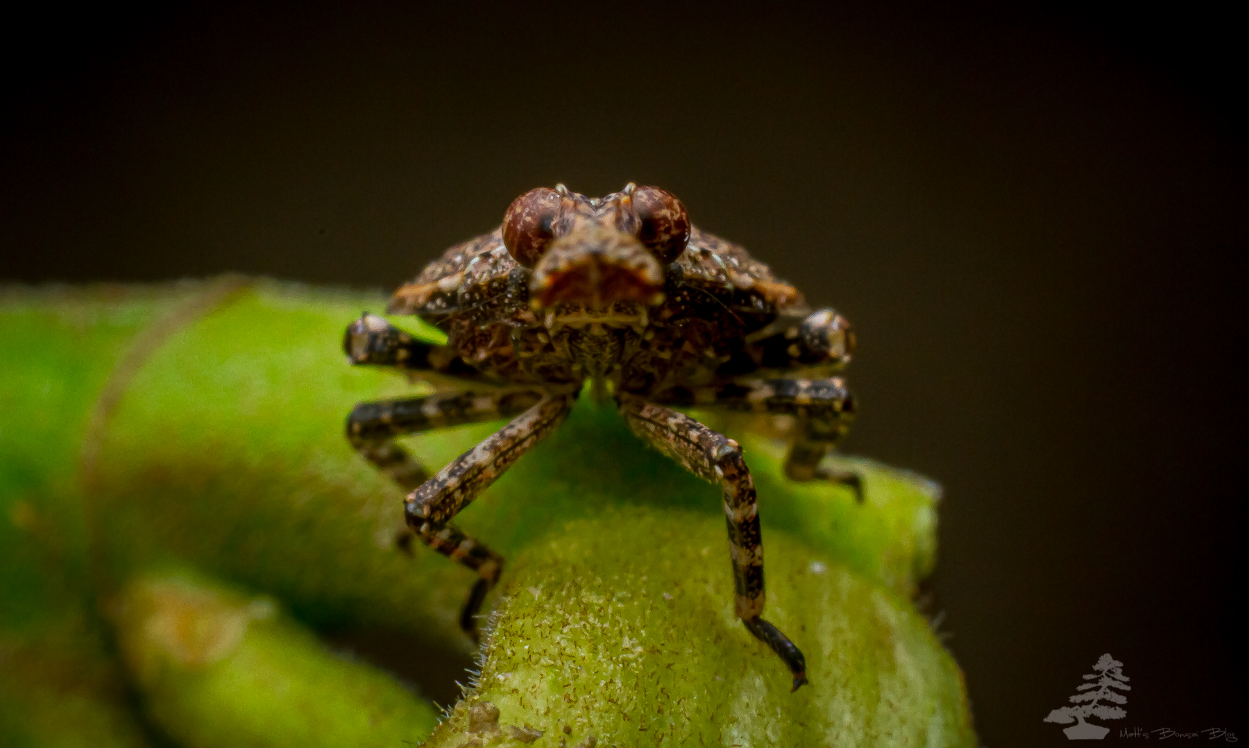 Elephant_weevil_101919_047 – Matt's Bonsai Blog