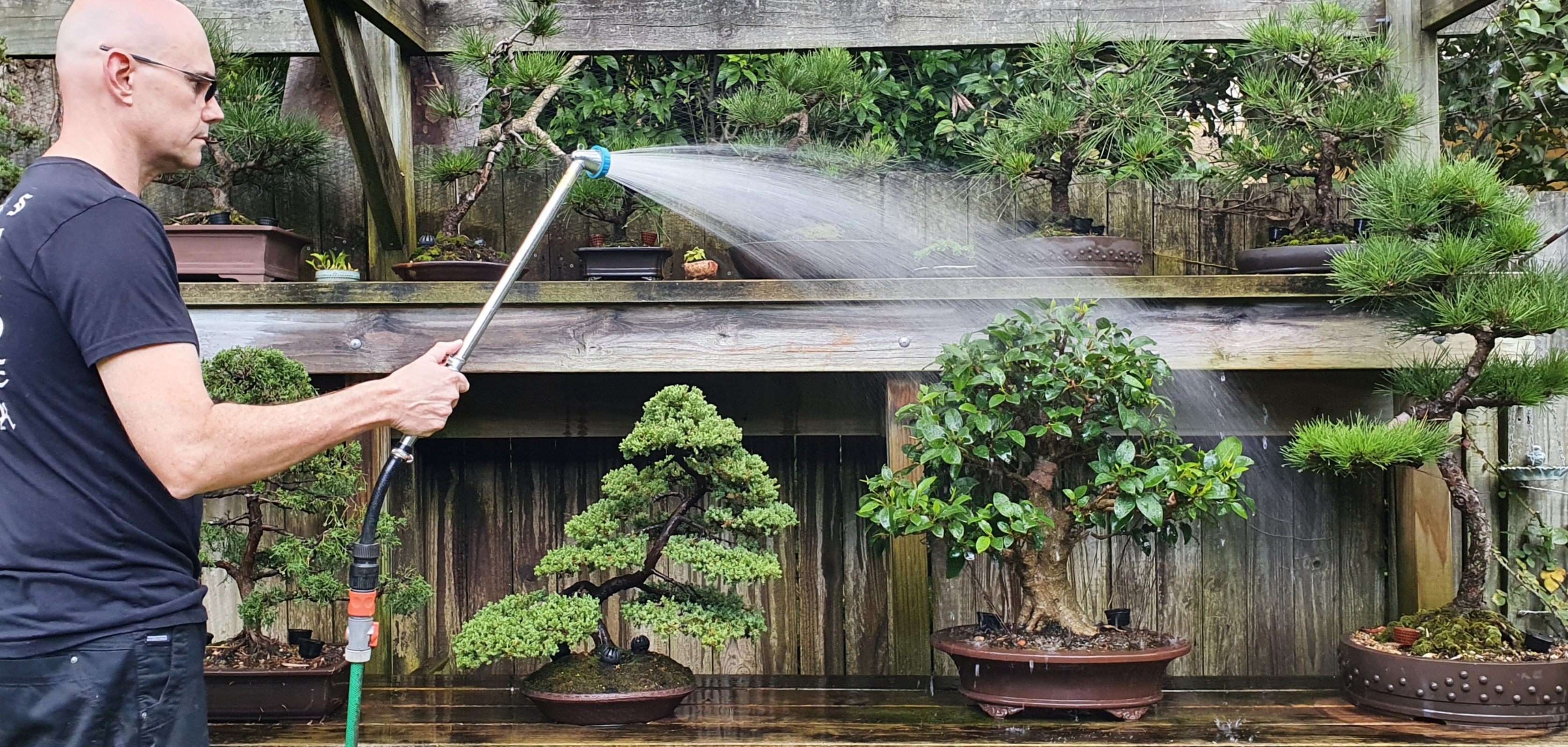 Bonsai Watering – tips for beginners – Matt's Bonsai Blog